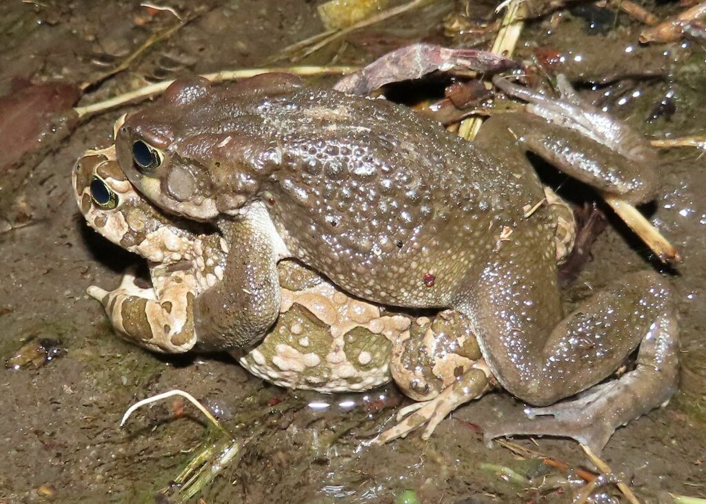 Karoo Toad from Sarah Baartman District Municipality, South Africa on ...