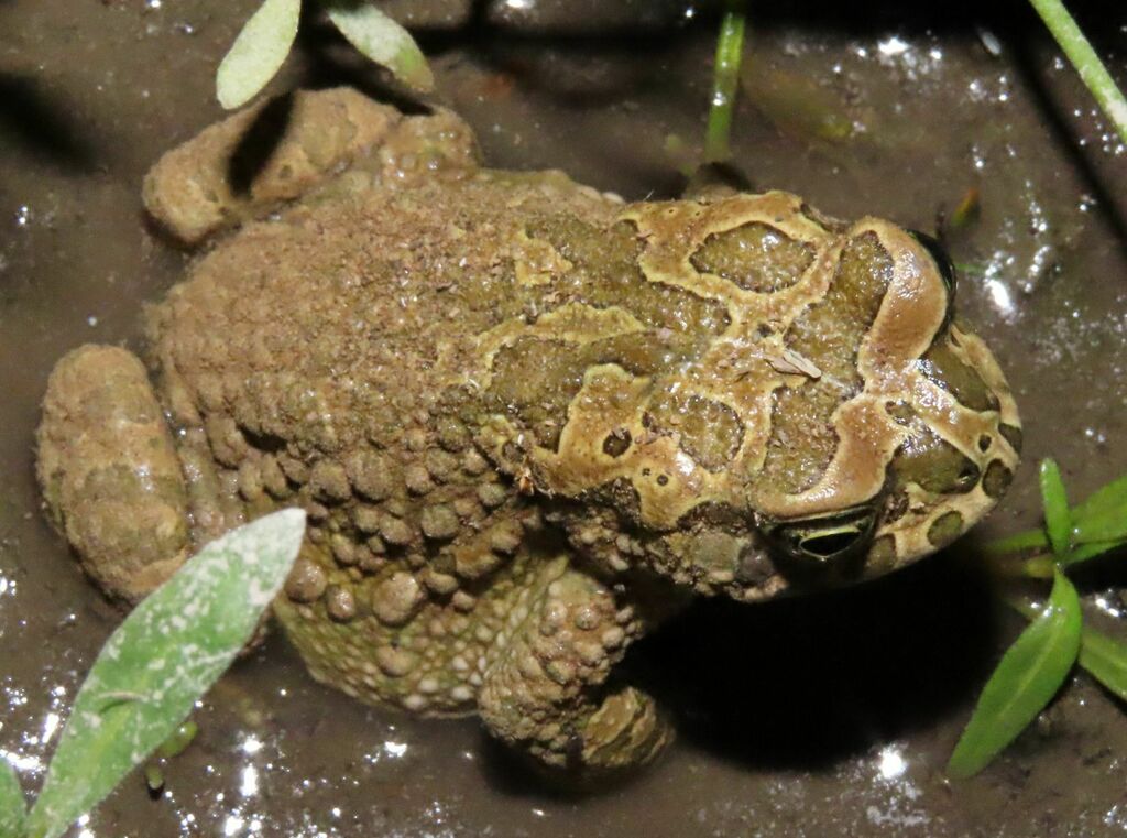 Karoo Toad from Sarah Baartman District Municipality, South Africa on ...