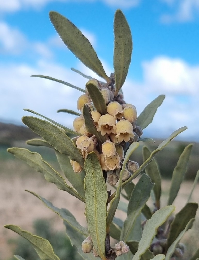 Namaqua Gwarrie from Bergrivier Municipality, South Africa on August 27 ...