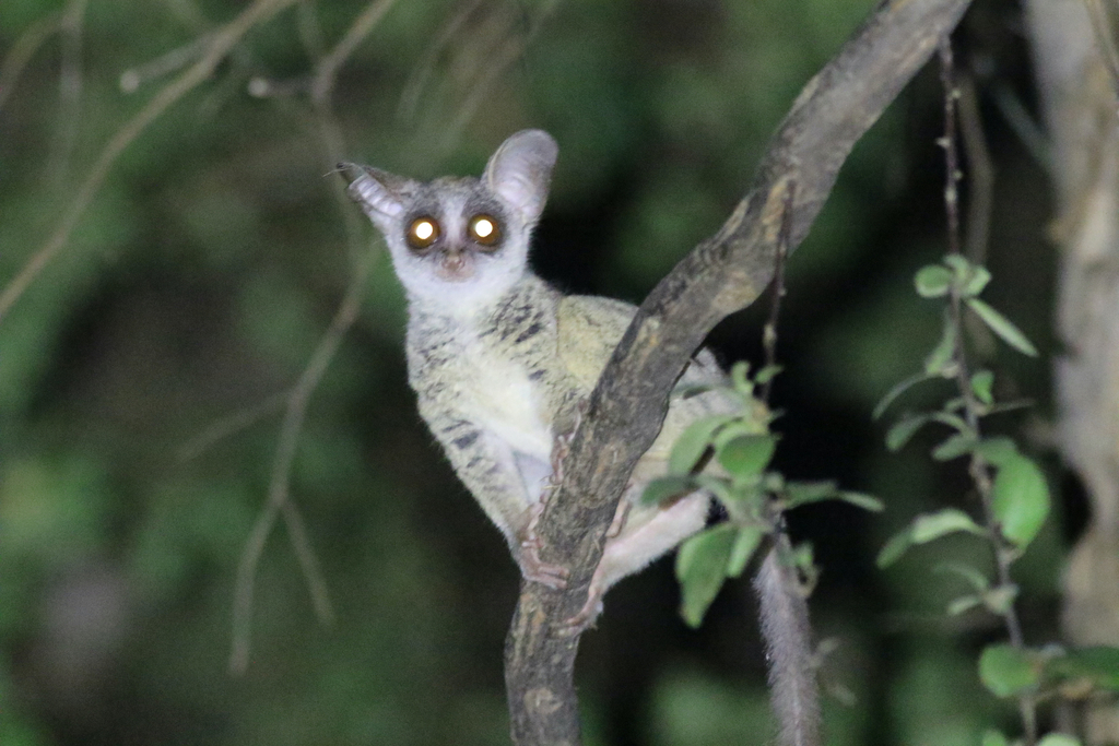 Northern Lesser Galago (Galago senegalensis) - Know Your Mammals