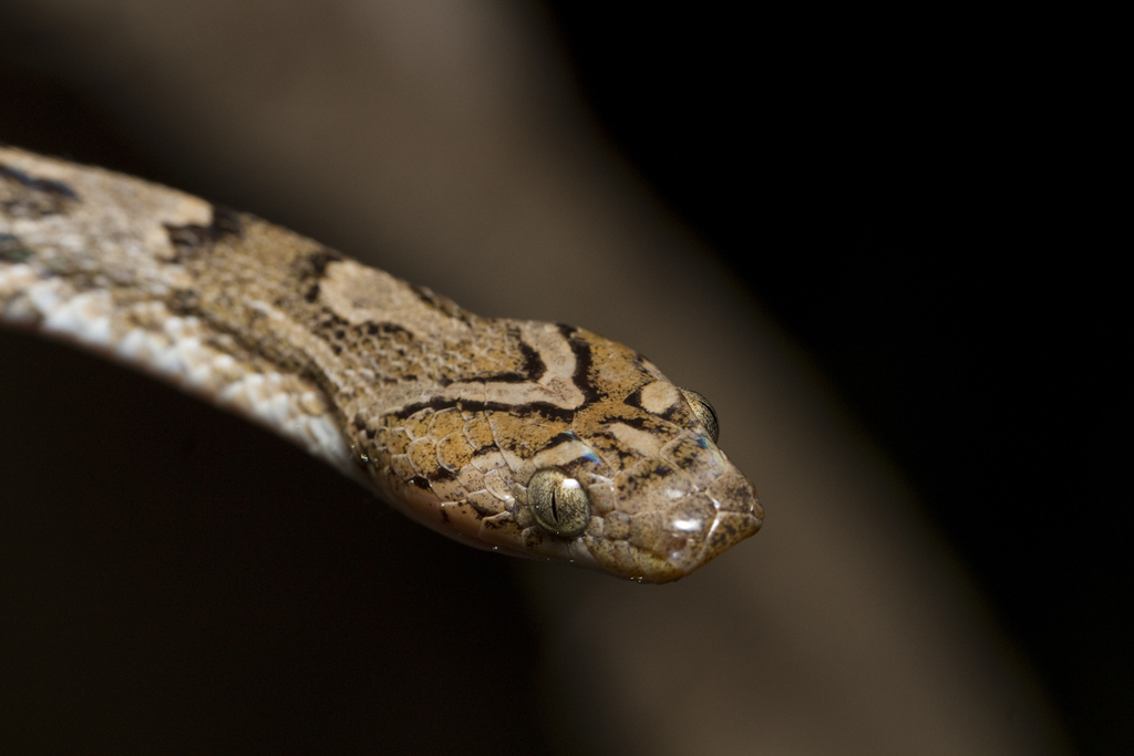 Western Lyre Snake from Totolapam, Oaxaca on November 27, 2012 by Iván ...