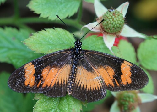Acraea masaris · iNaturalist Ecuador
