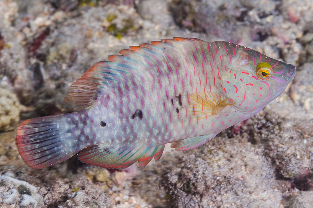 Tripletail Maori Wrasse (Cheilinus trilobatus) - Marine Life Identification