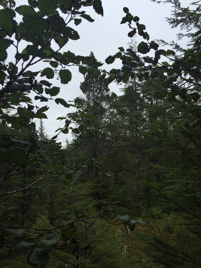 Shore Pine from 1000 Lake St, Sitka, AK, US on September 04, 2015 at 01 ...