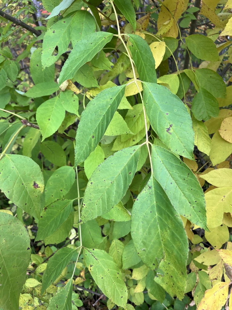 white ash from Michigan Technological University, Houghton, MI, US on ...