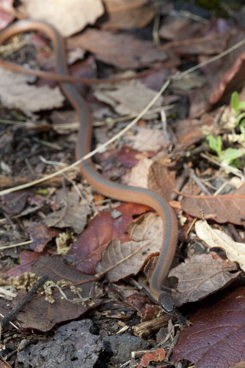 Culebra café coronada (Serpientes de Jalisco) · iNaturalist