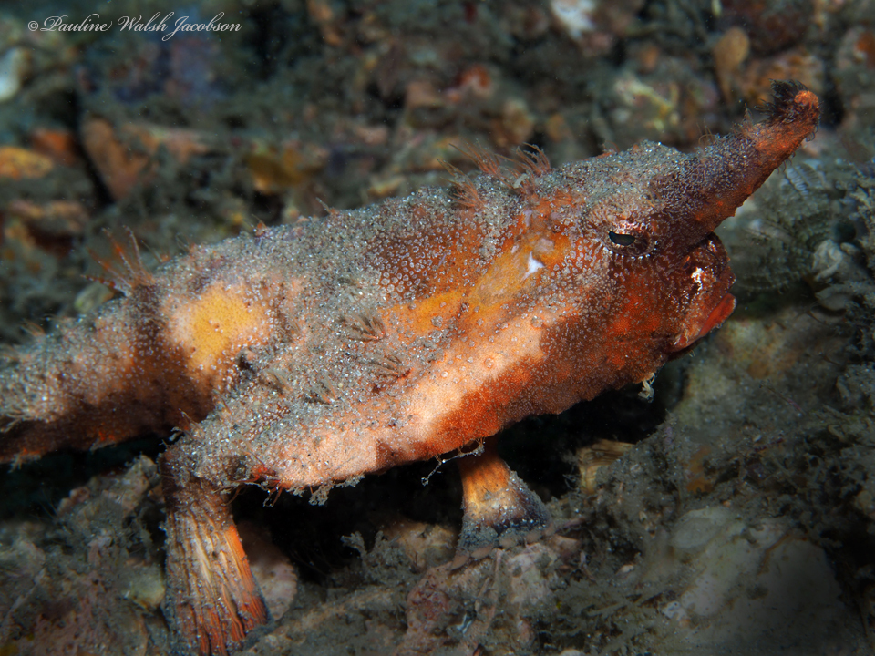 Longnose Batfish from Riviera Beach, FL, USA on May 28, 2021 at 10:41 ...