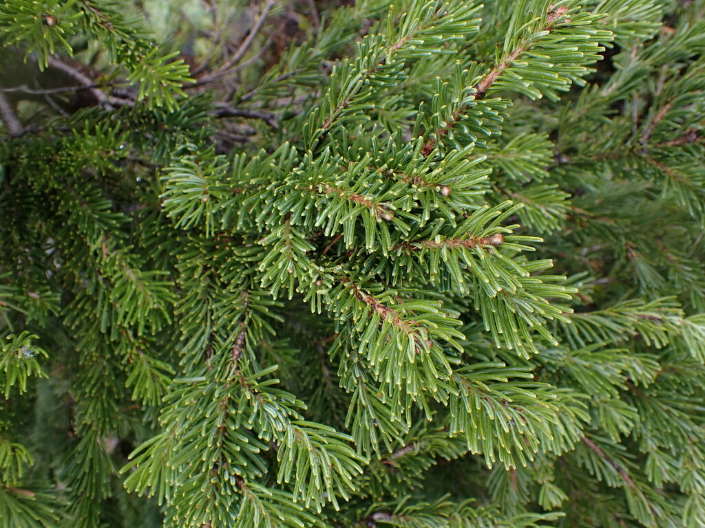 subalpine fir from Tweedsmuir, Central Coast, British Columbia, Canada ...