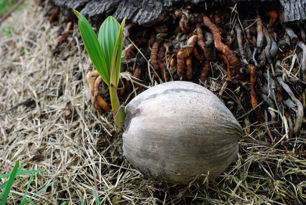Coconut Tree Seed