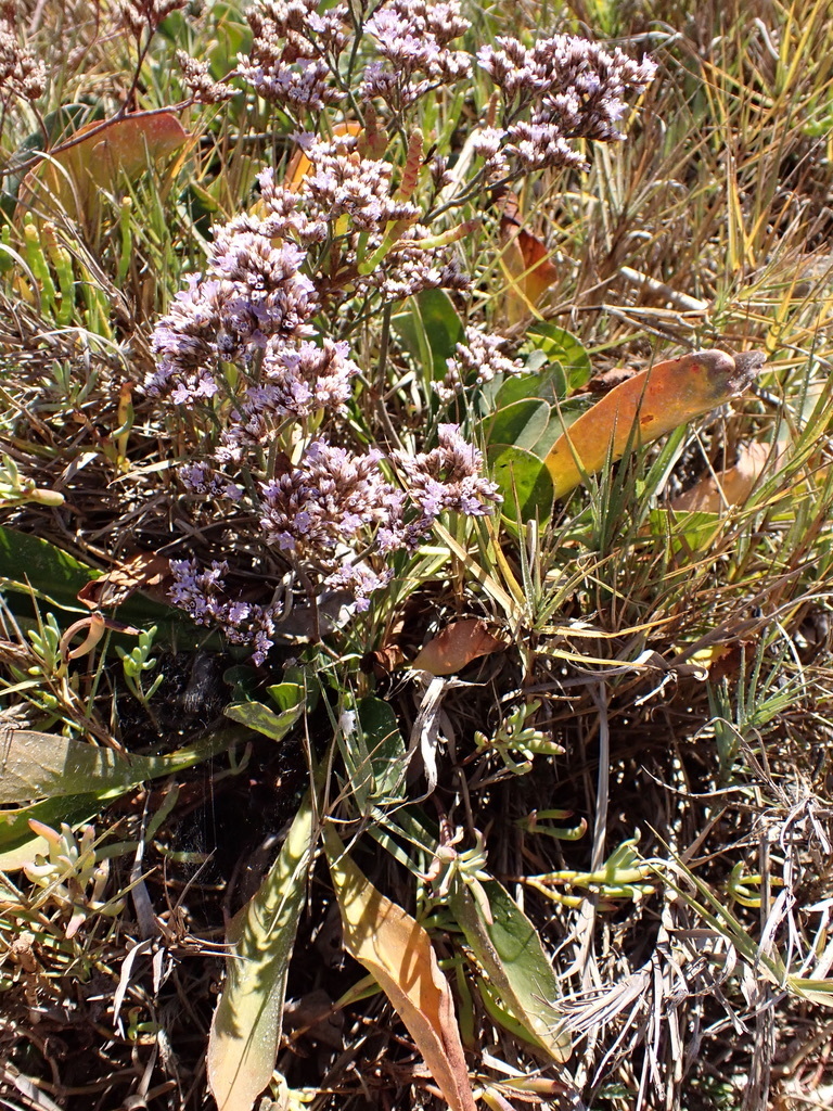 Western Marsh Rosemary from Richmond, CA, USA on September 4, 2022 at ...