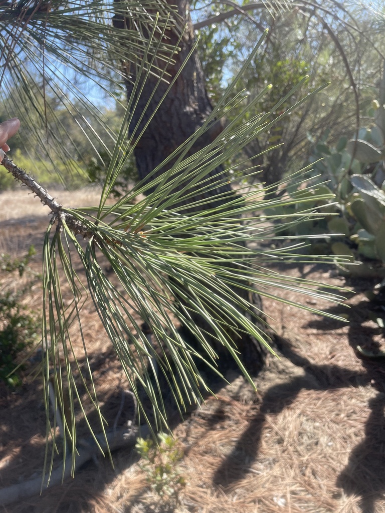 gray pine from Turtle Rock Community Park, Irvine, CA, US on October 04 ...