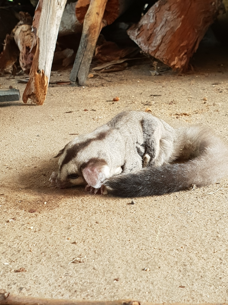 Savanna Glider in August 2018 by QuestaGame. Sighting and photos (c ...