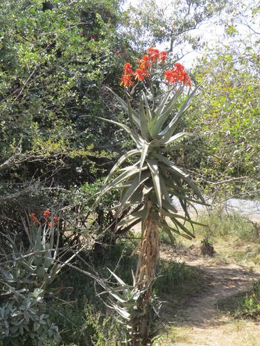 Aloe volkensii · iNaturalist