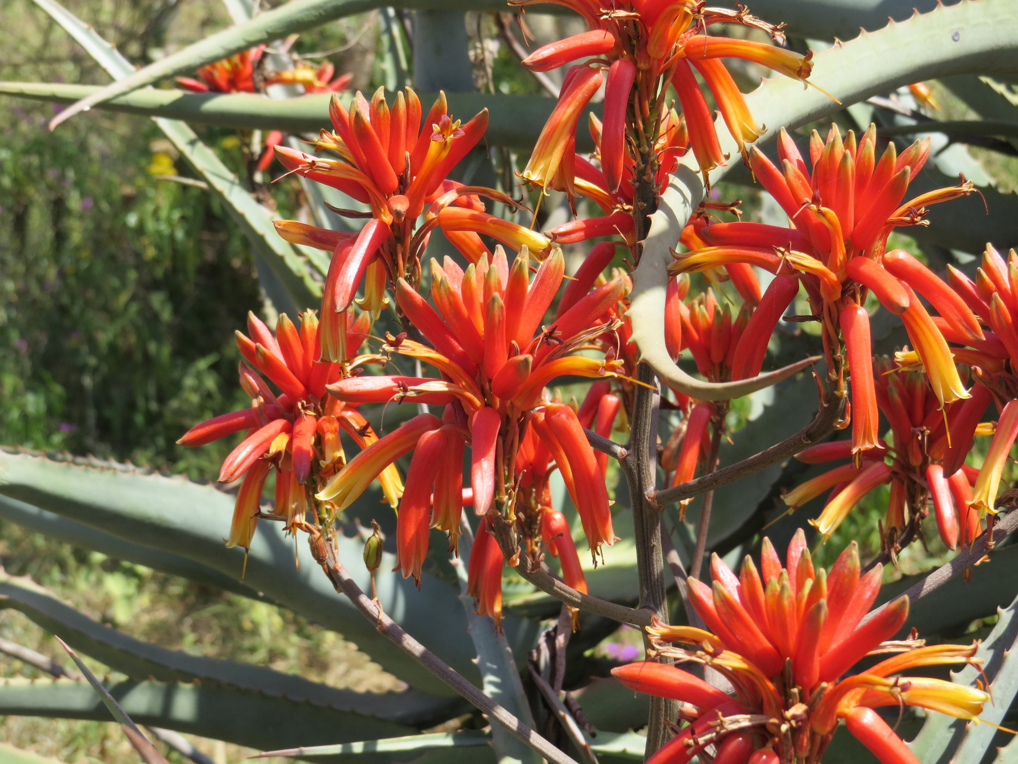 Aloe volkensii Engl.