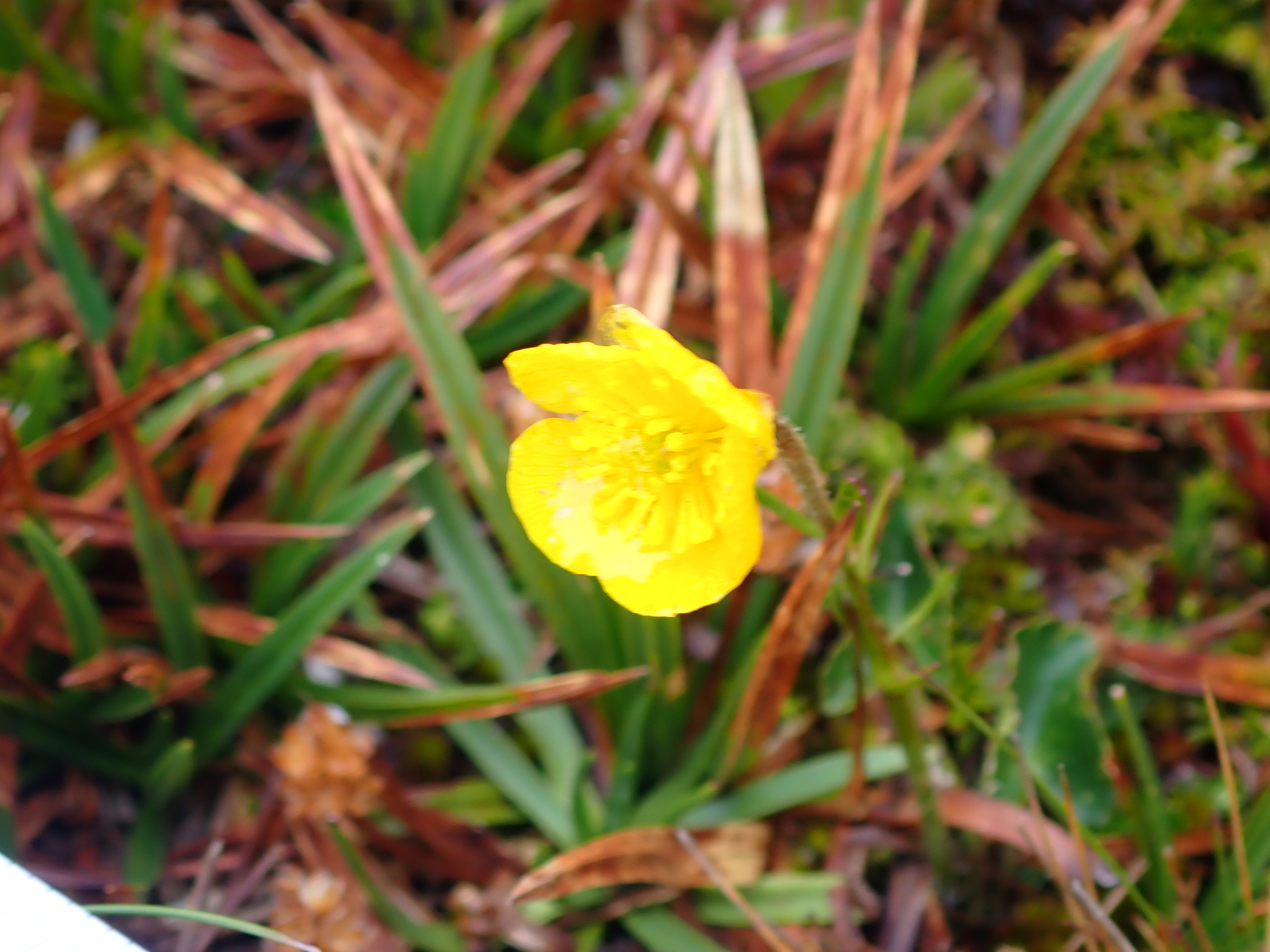 Ranunculus peruvianus Pers.