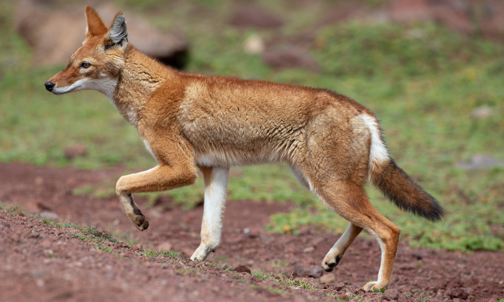 Ethiopian Wolf (Canis simensis) - Know Your Mammals