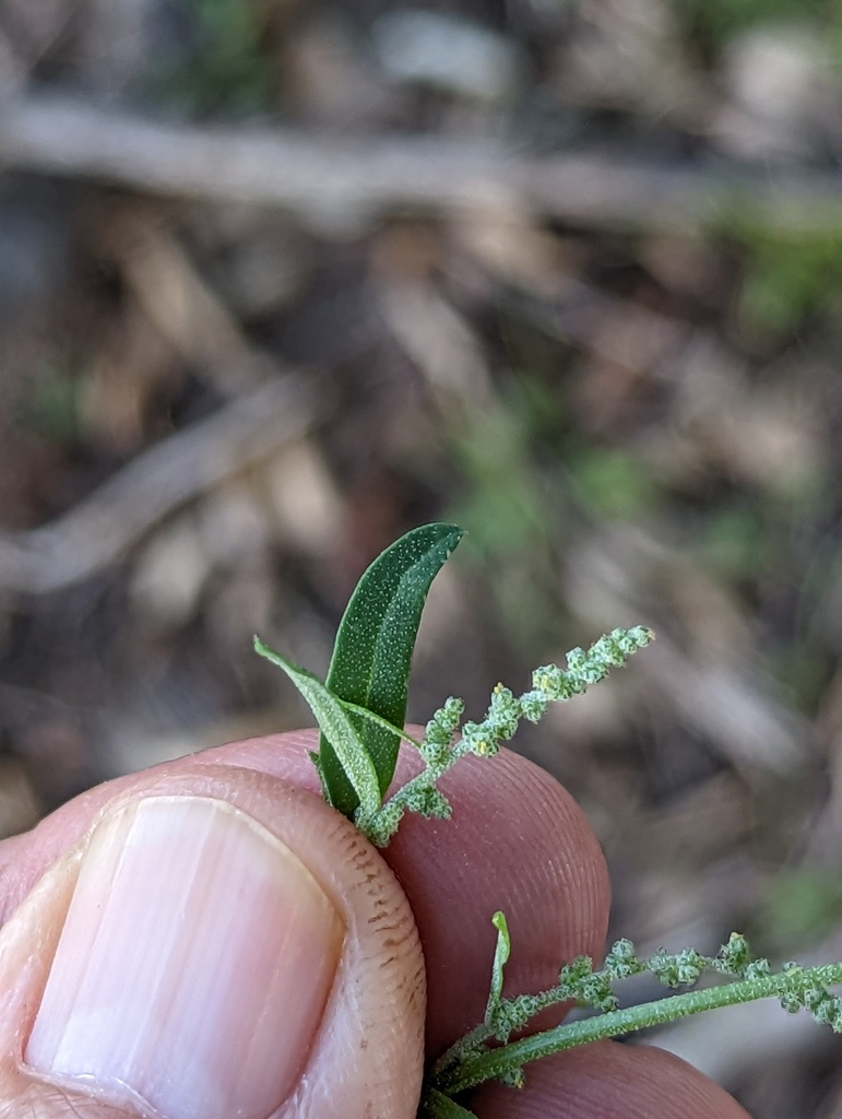 pitseed goosefoot from San Diego County, CA, USA on October 04, 2022 at ...