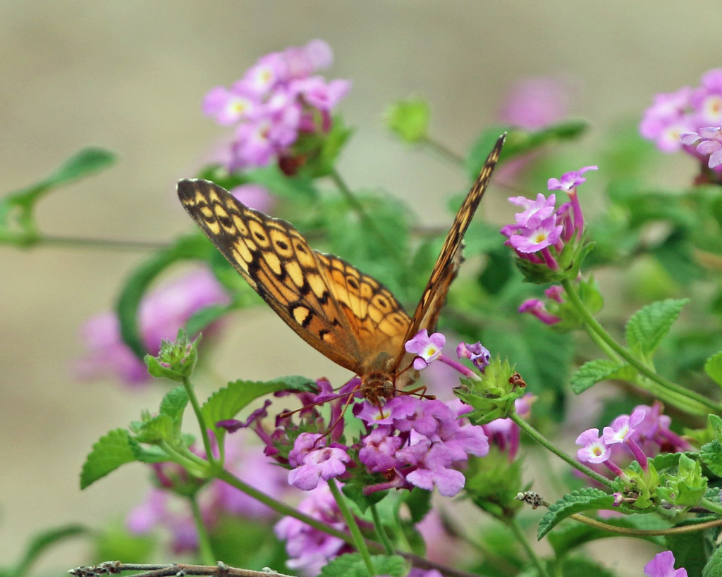 Variegated Fritillary from Green Valley, AZ, USA on September 29, 2022 ...