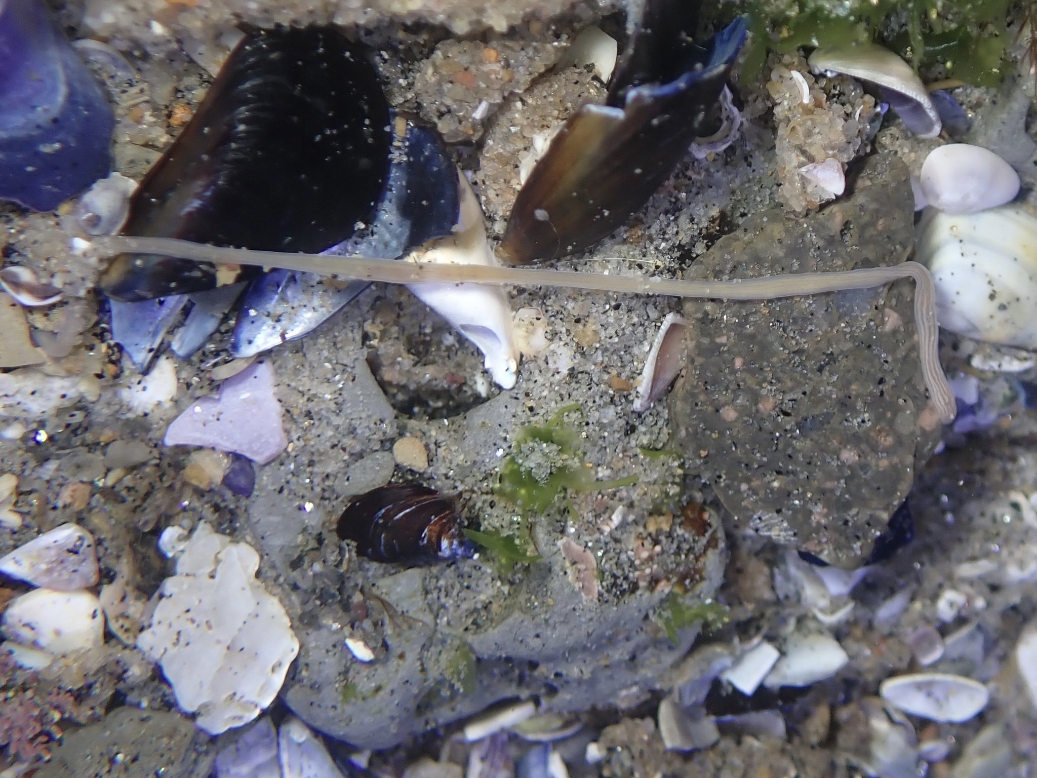 Baseodiscus delineatus (Delle Chiaje, 1822)