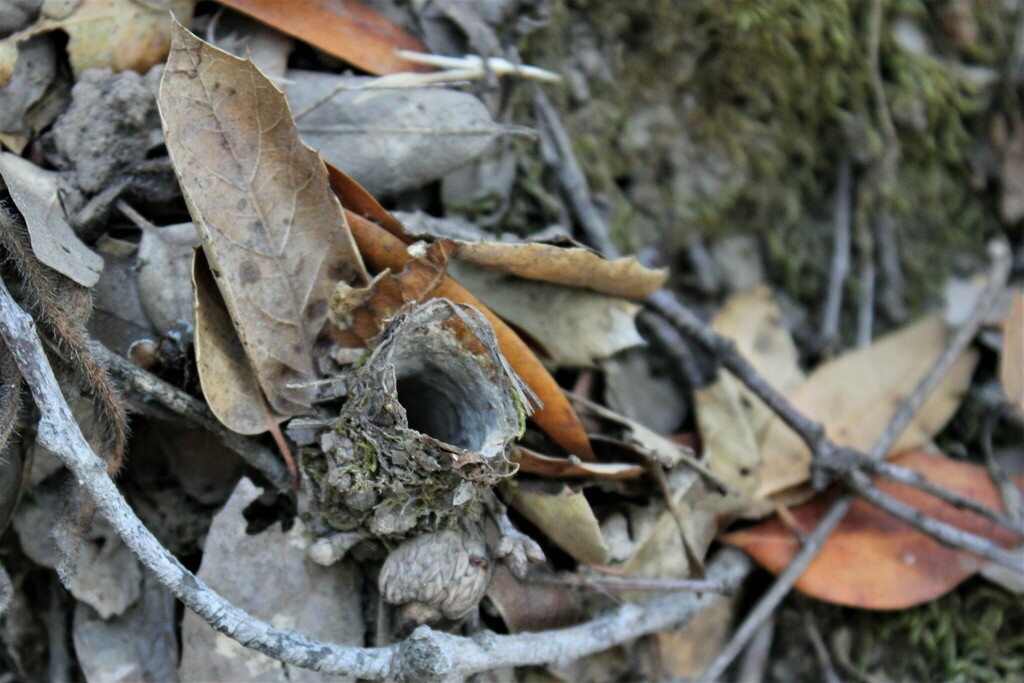 California Turret Spider from 101 Peacock Gap Trail, San Rafael, CA ...