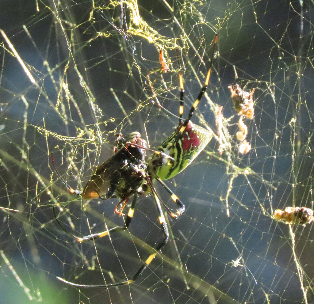 Joro Spider from Cumberland, Vinings, GA, USA on September 24, 2022 at ...