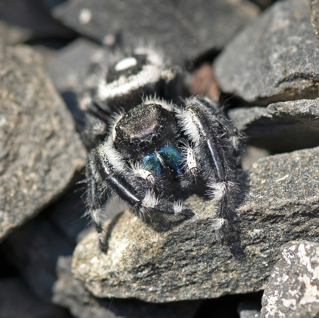 Bold Jumping Spider from Kennewick, WA, USA on September 30, 2022 at 10 ...