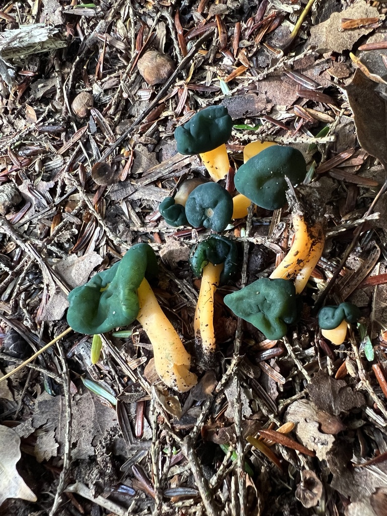 Chicken Lips from Sergeant Mark A. Rademacher Memorial Park/Hunters ...