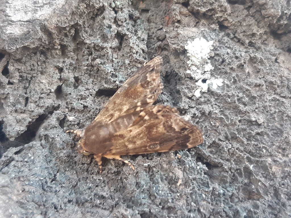 Dyops from Centro, Autlán de Navarro, Jal., México on September 29 ...