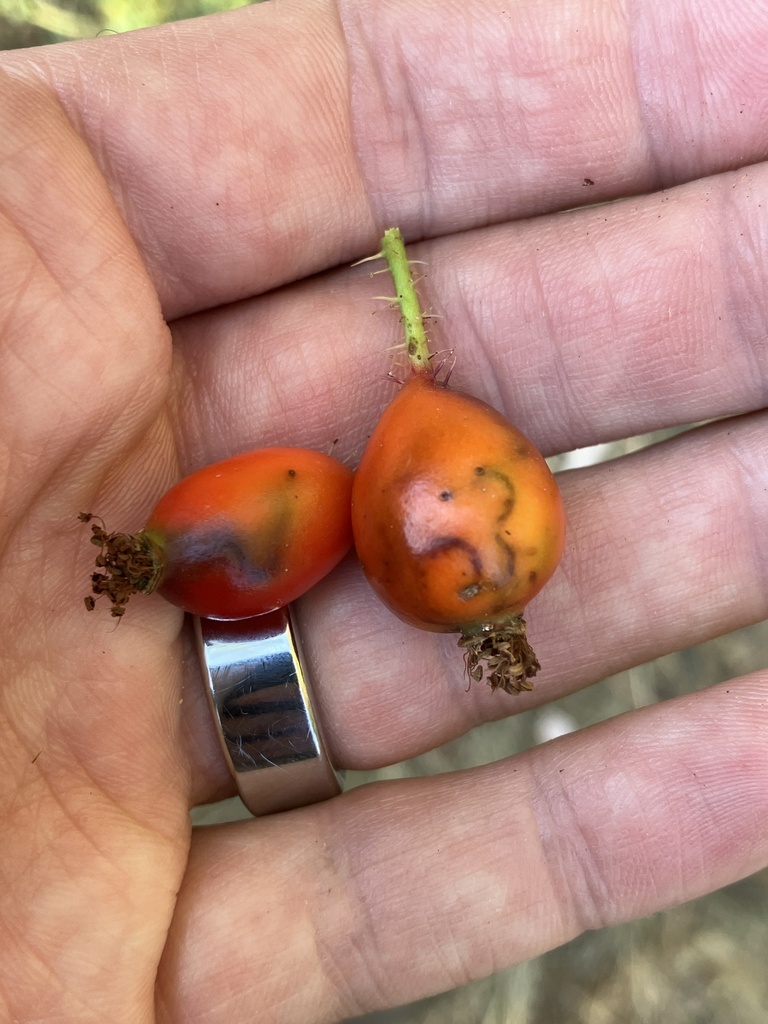Rose Hip Fly from Western, Eugene, OR, US on October 04, 2022 at 04:43 ...