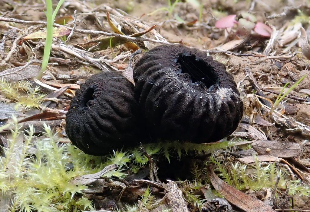Plectania rhytidia from Kaipara, Glorit, Mataia, Mataia QEII Covenant ...