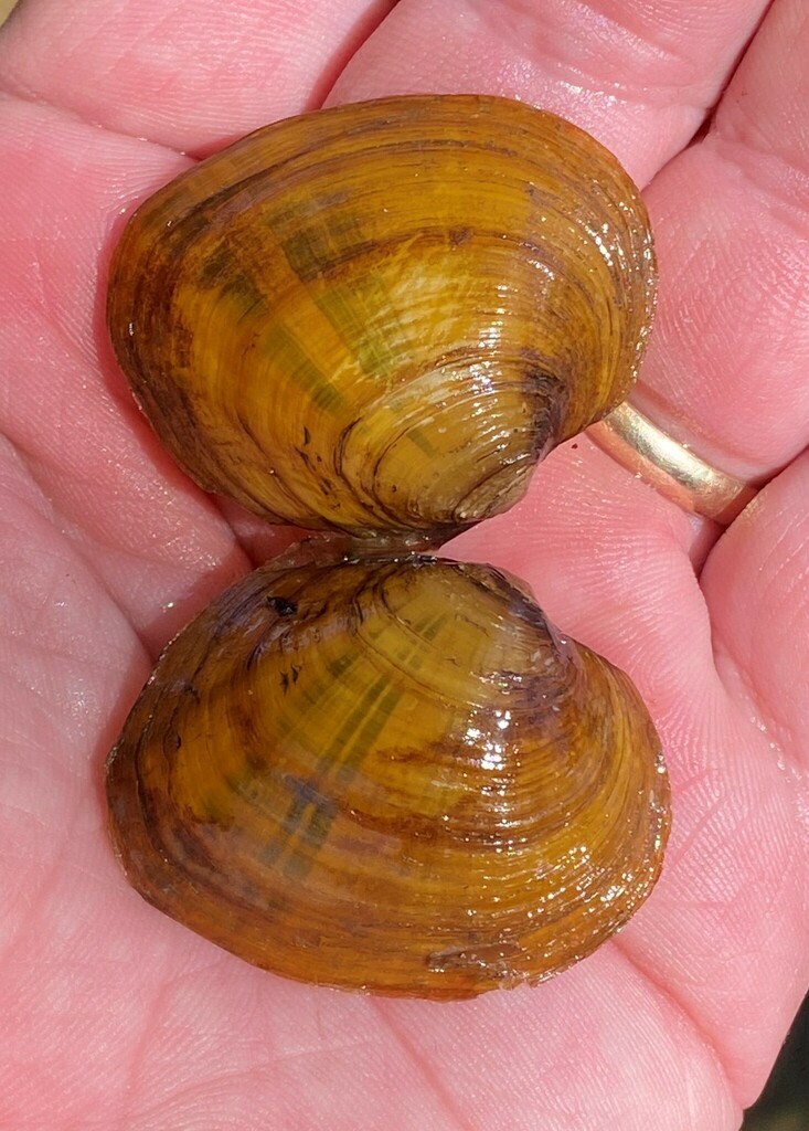 Tennessee Pigtoe from Paint Rock River, along St. Hwy 65, S of ...