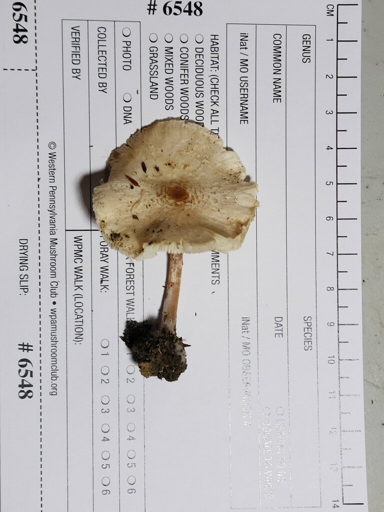 Stinking Dapperling from Clarion County, PA, USA on September 23, 2022 ...