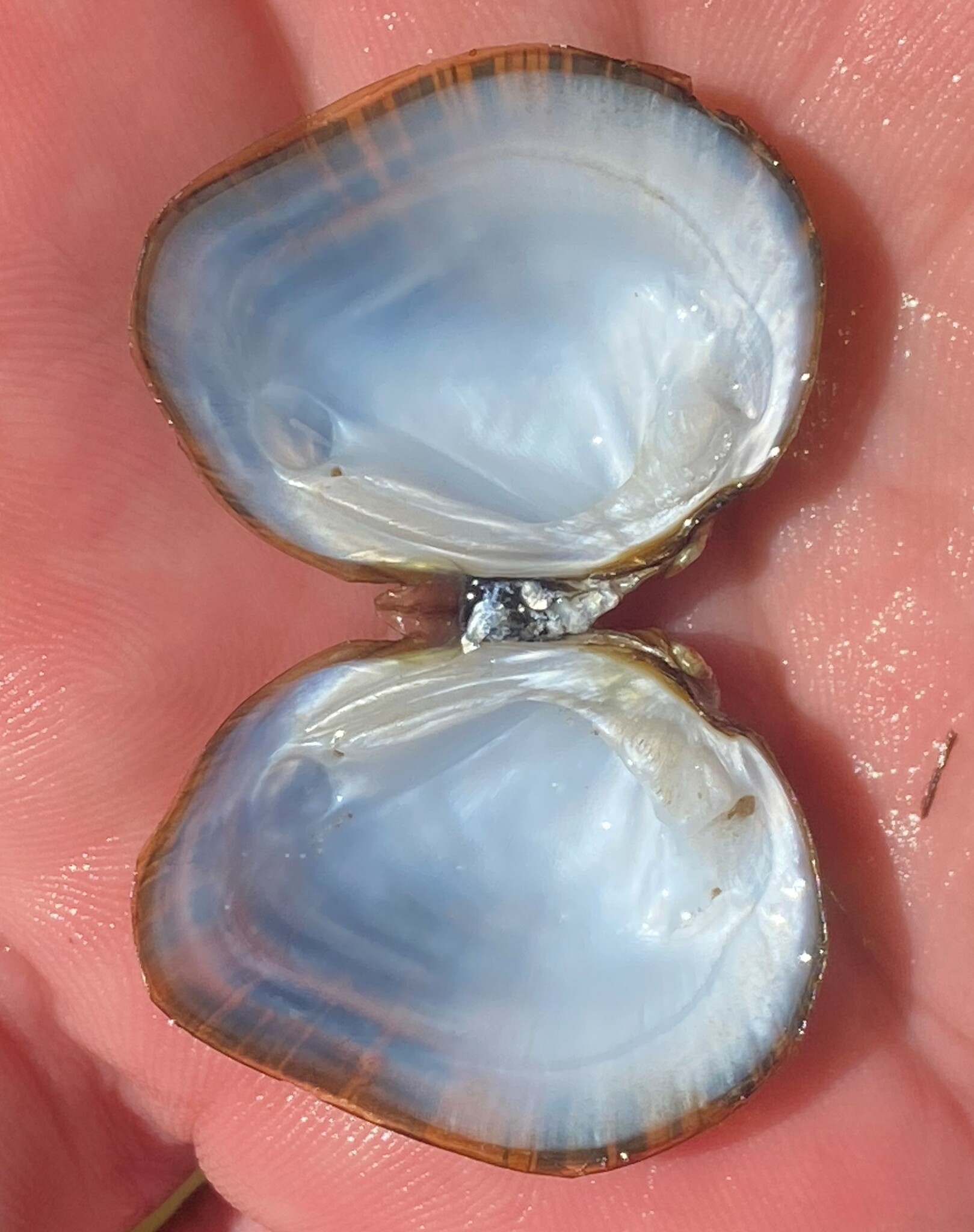 Fusconaia cor (Conrad, 1834)