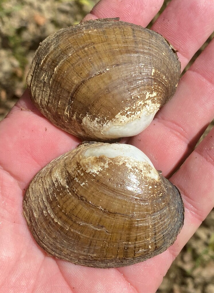 Wavyrayed Lampmussel from Paint Rock River, along St. Hwy 65, S of ...
