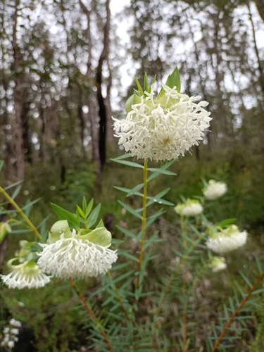 Bunjong (Pimelea spectabilis) · iNaturalist United Kingdom