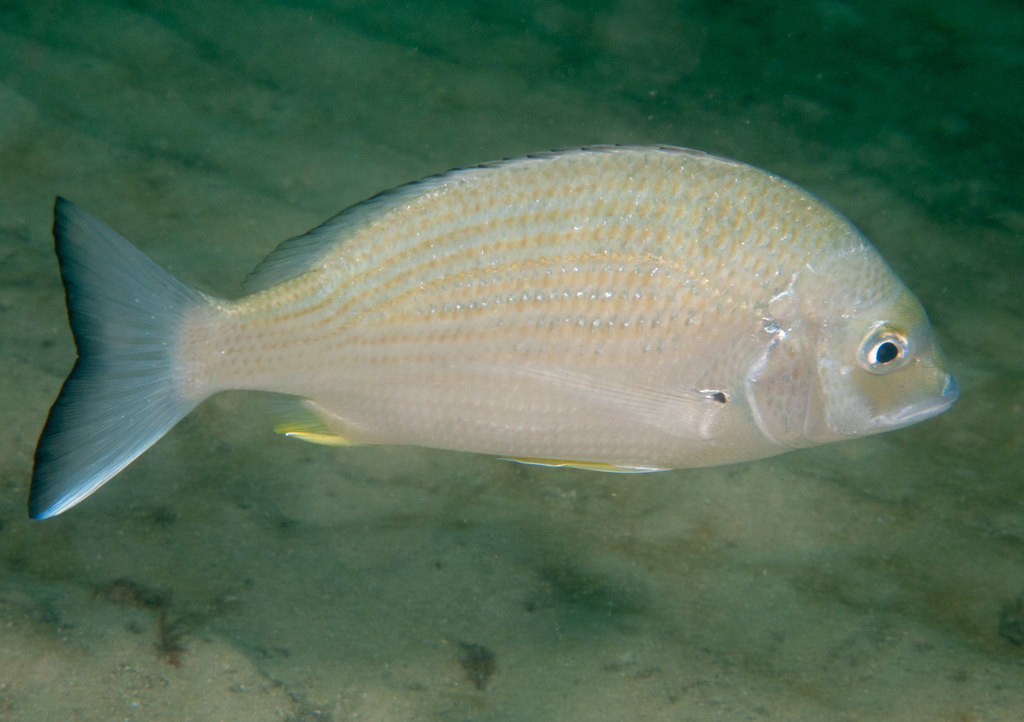 Yellowfin Bream (Fishes of Chowder Bay, Sydney, Australia) · iNaturalist