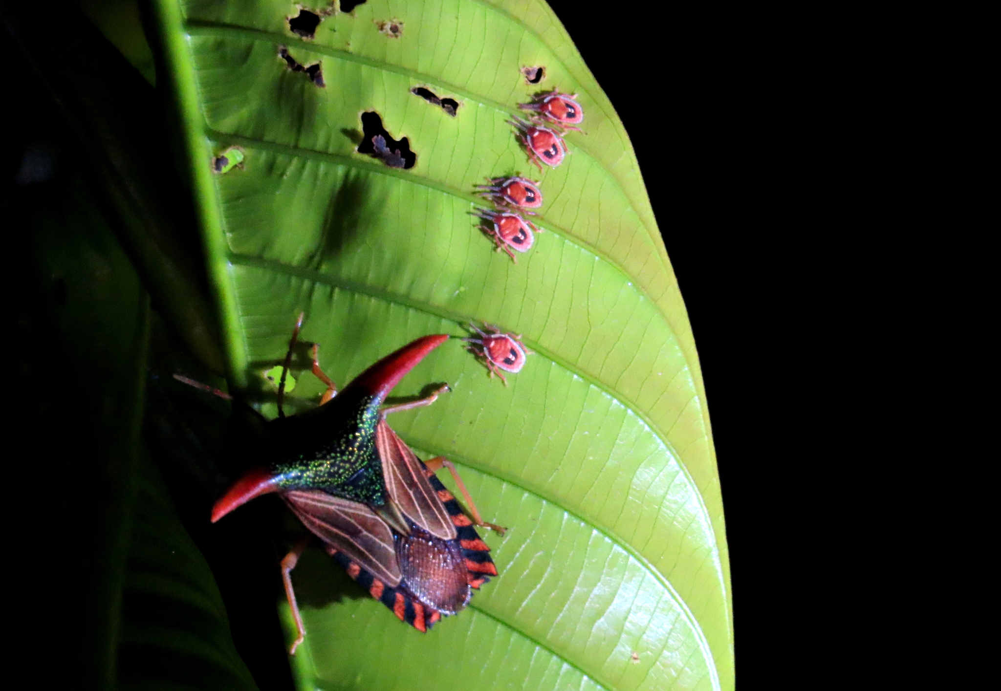 Pygoplatys Dallas, 1851