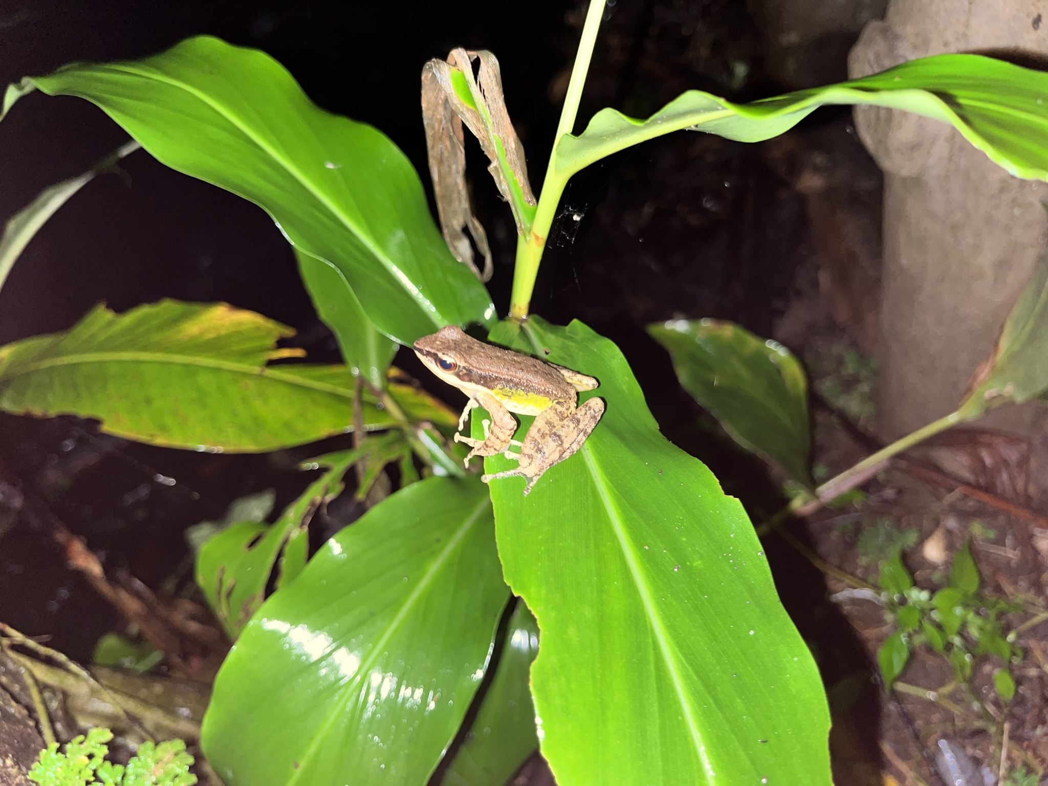 Amolops archotaphus (Inger & Chan-ard, 1997)