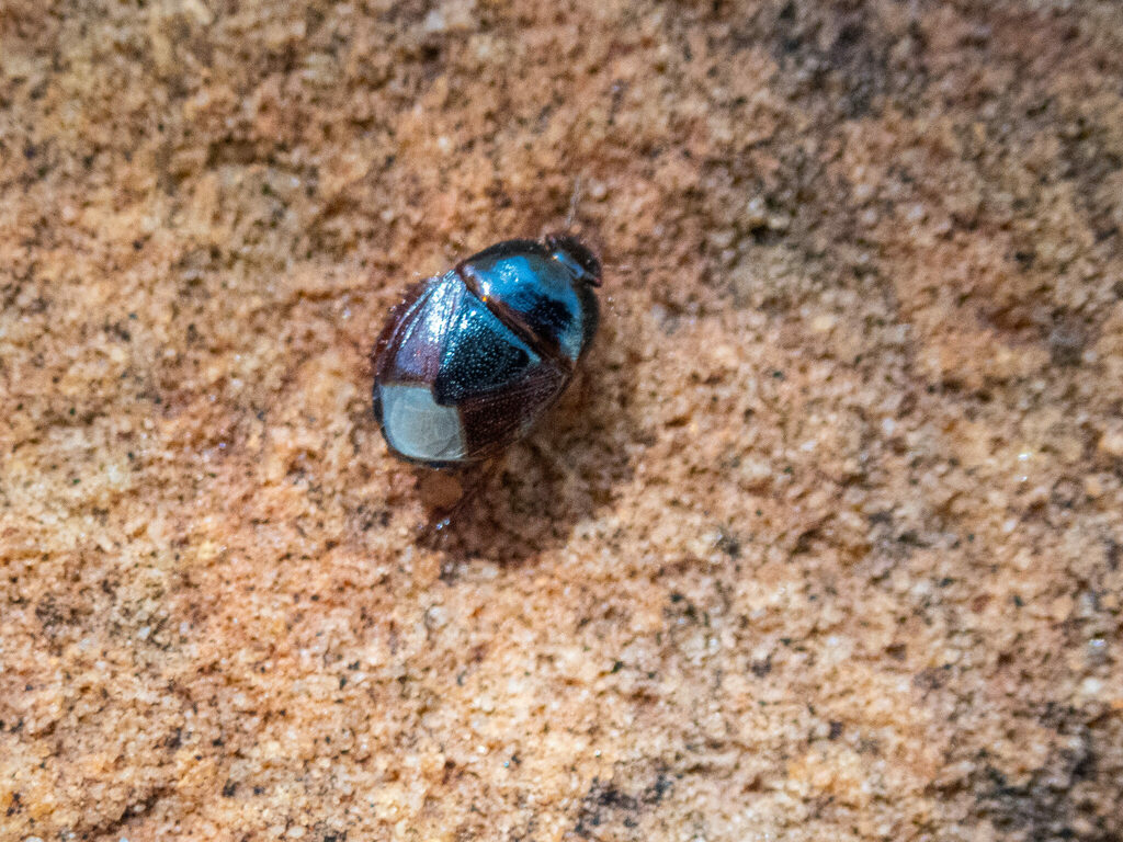 Burrowing Bugs from Petermann NT 0872, Australia on October 04, 2022 at ...