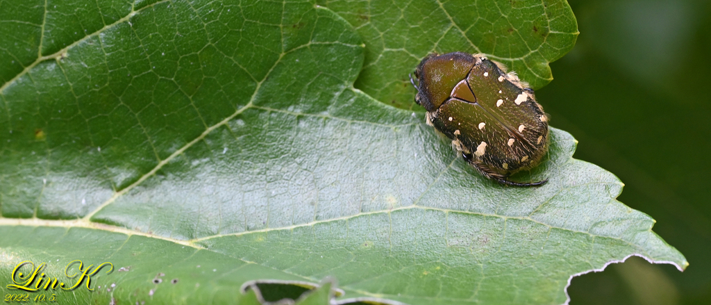 Blue Flower Chafer from 대한민국 충청남도 서산시 운산면 on October 05, 2022 at 02:16 ...