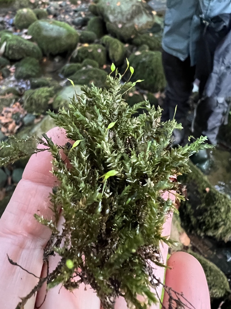 Platyhypnidium Moss (Rhynchostegium riparioides) - Botanical Realm