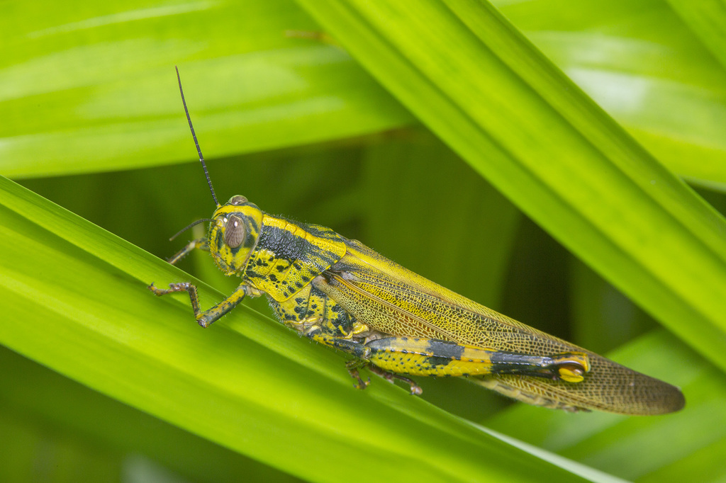 Javanese Grasshopper from Yishun Street 51, Singapore on August 20 ...