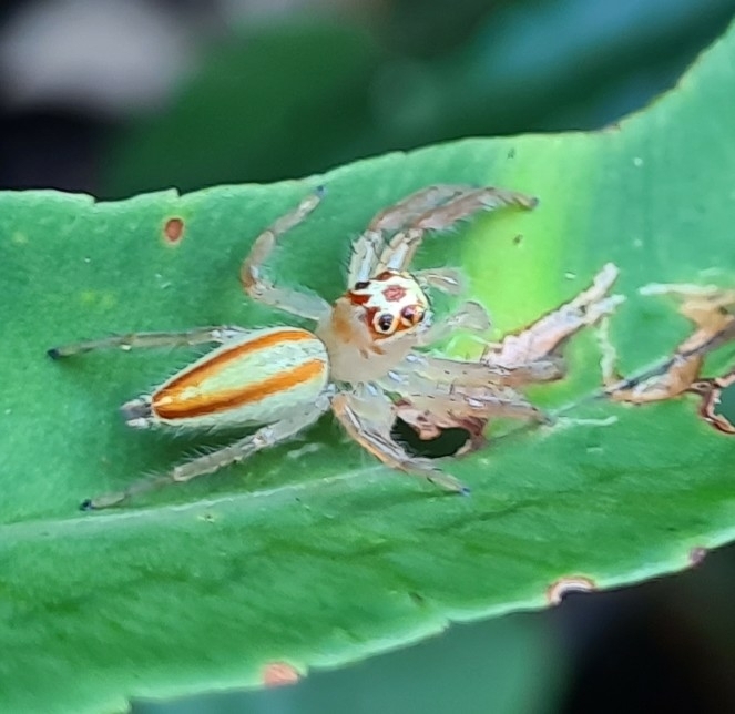 Telamonia vlijmi from China, 513231 on October 4, 2022 at 09:09 AM by ...