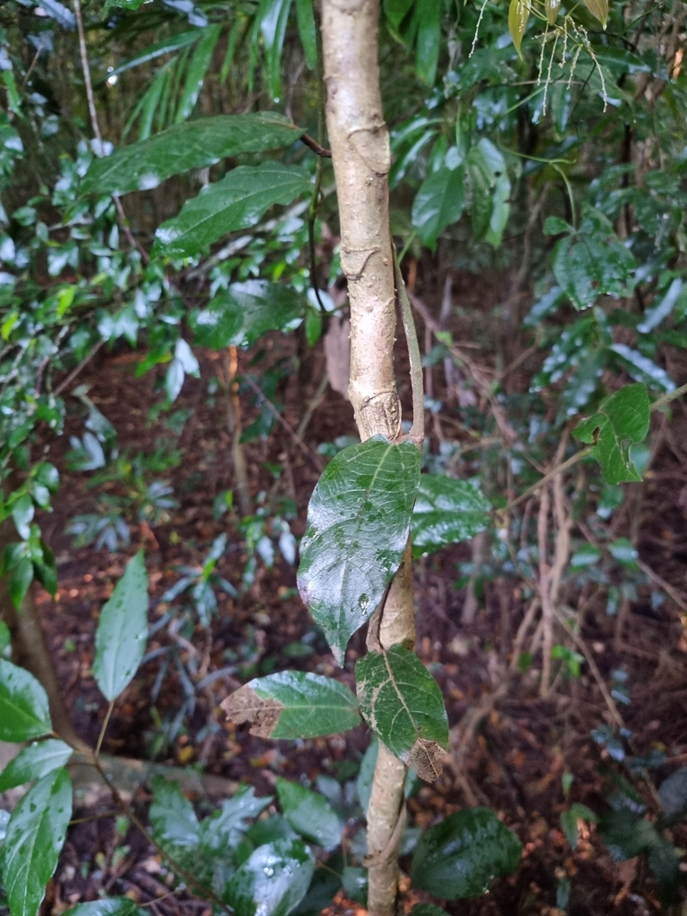 birdwing butterfly vine from Booyong Nature Reserve, Booyong Rd ...
