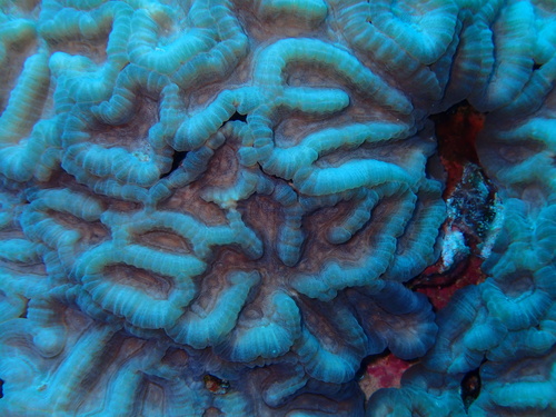 Oulophyllia wellsi · iNaturalist