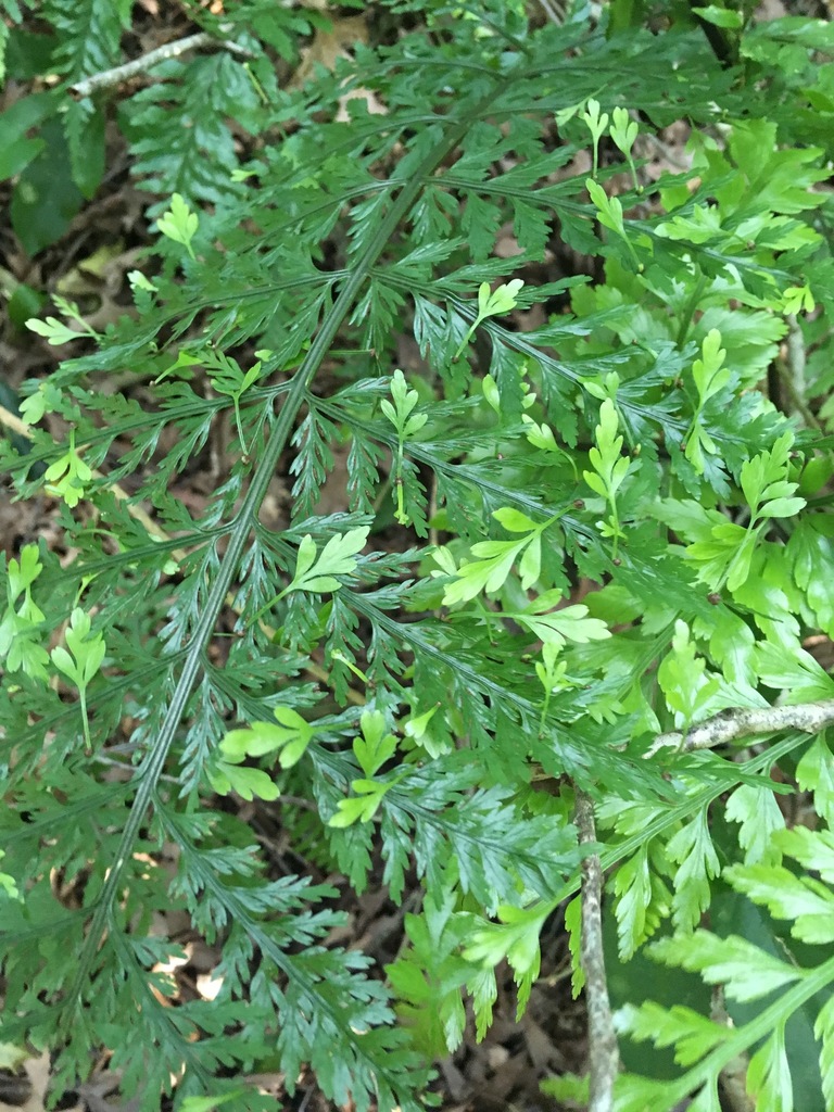 false hen and chickens fern from Kaipatiki Creek Estuary, Glenfield ...