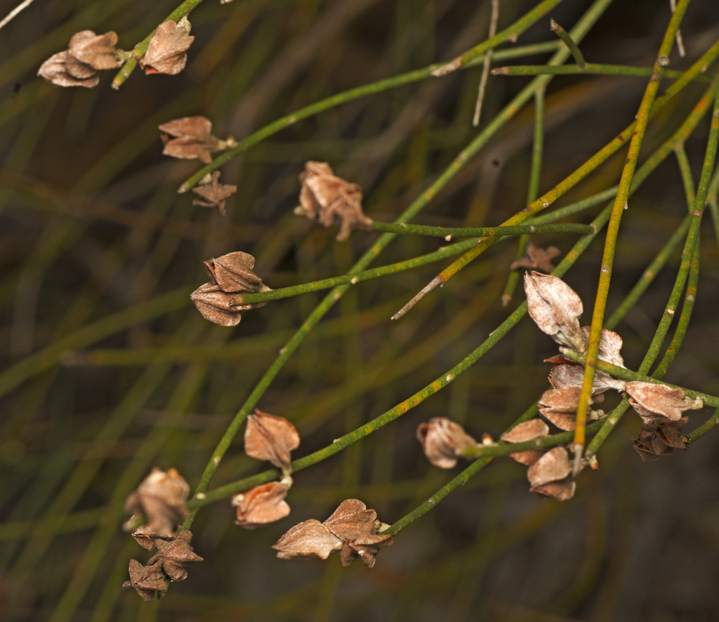 Jacksonia from Coonarr Rd, Coonarr QLD 4670, Australia on October 05 ...