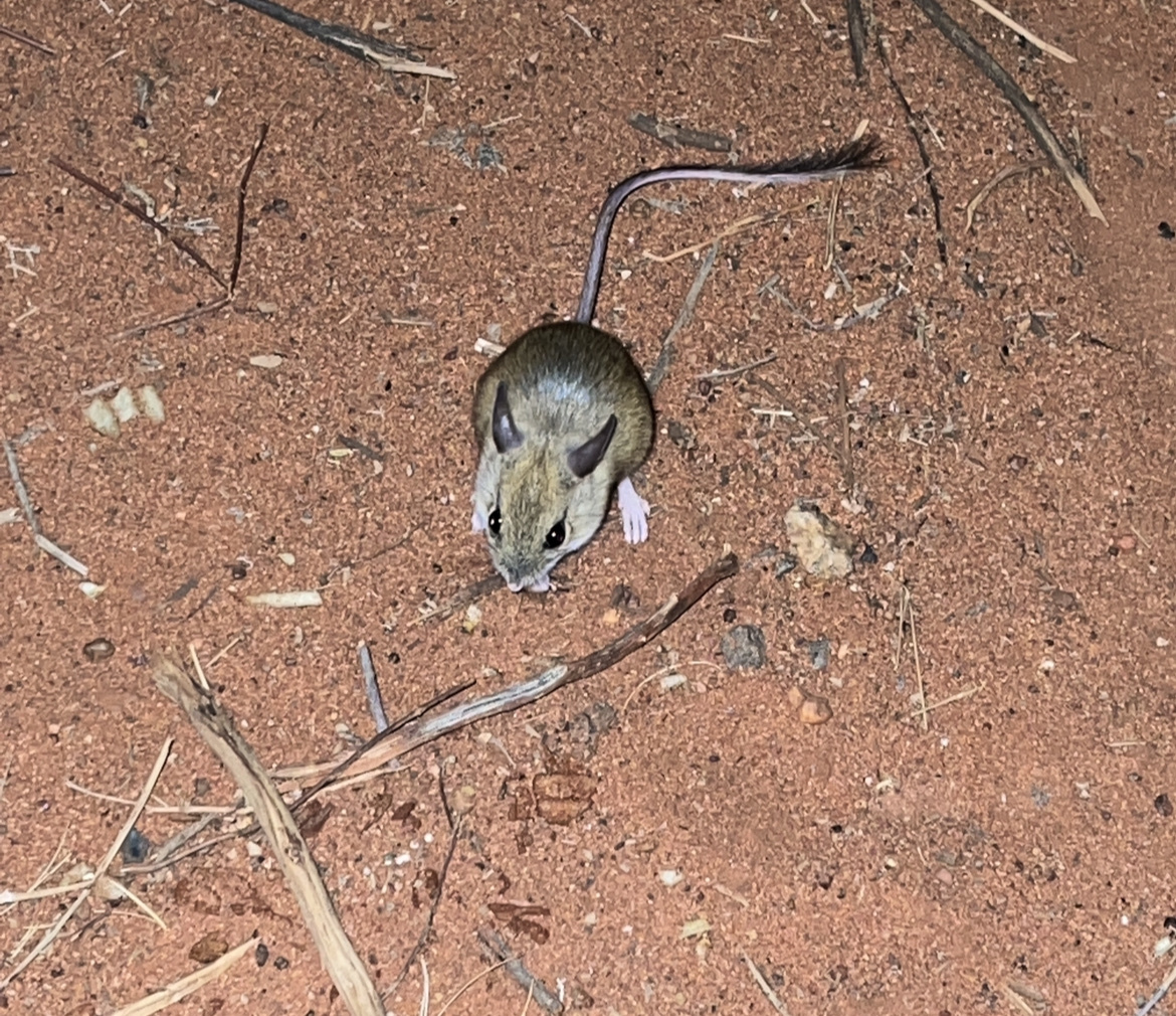 Notomys Lesson, 1842