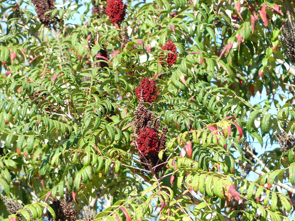 smooth sumac from Bastrop County, US-TX, US on October 01, 2022 at 09: ...