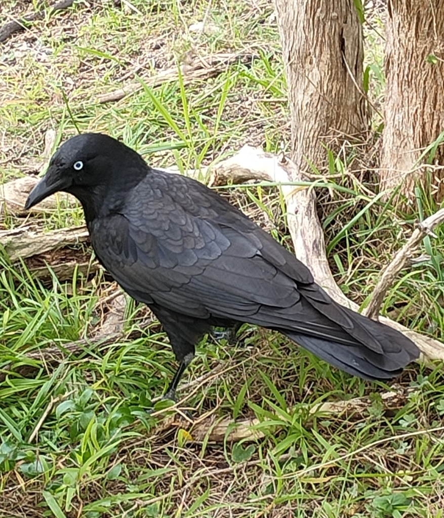Little Raven from Portsea VIC 3944, Australia on October 04, 2022 at 02 ...